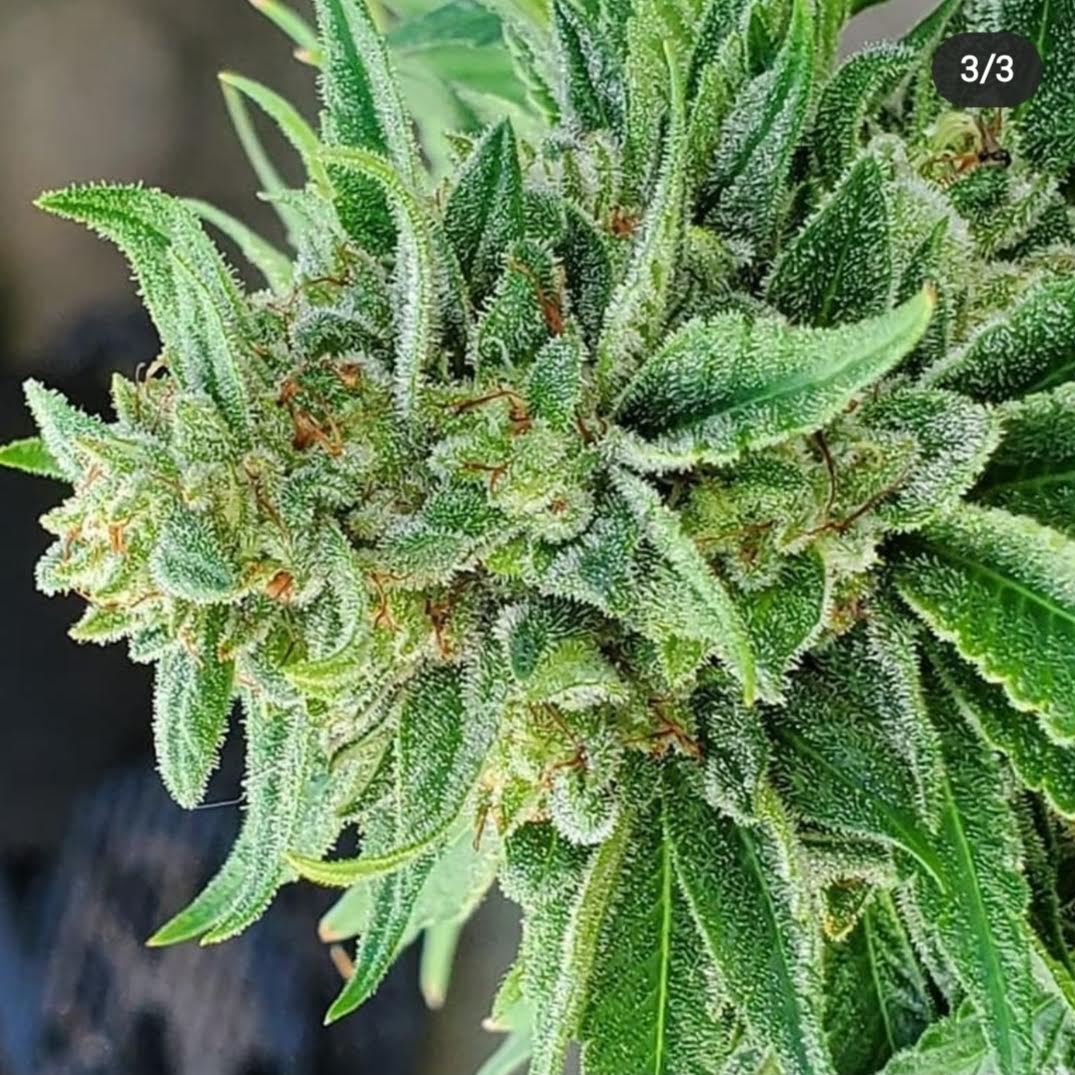 Crip Weed Strain