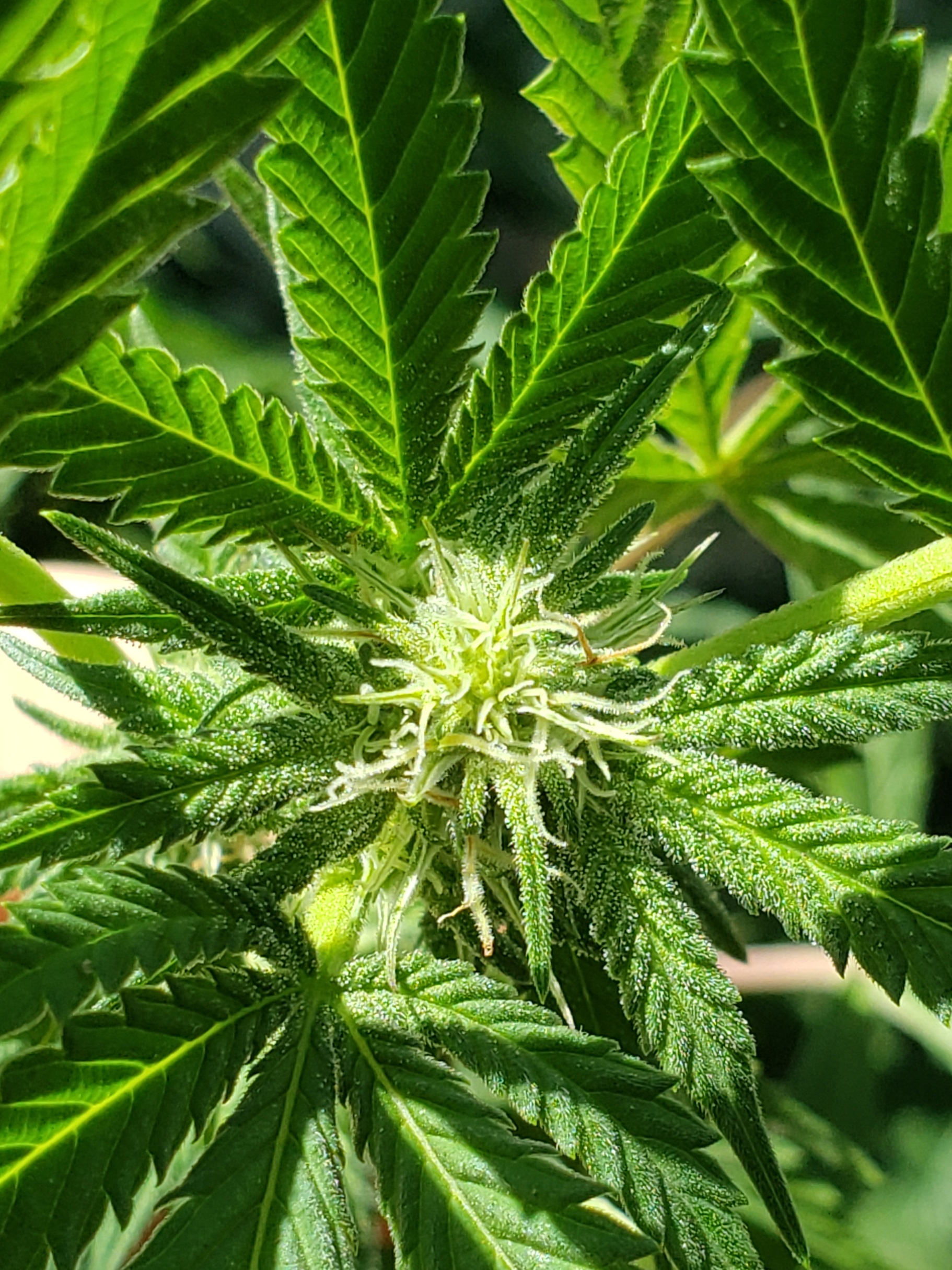 Peanut Butter Breath BX2 Makes Its World Debut May 2023 – 808 Genetics
