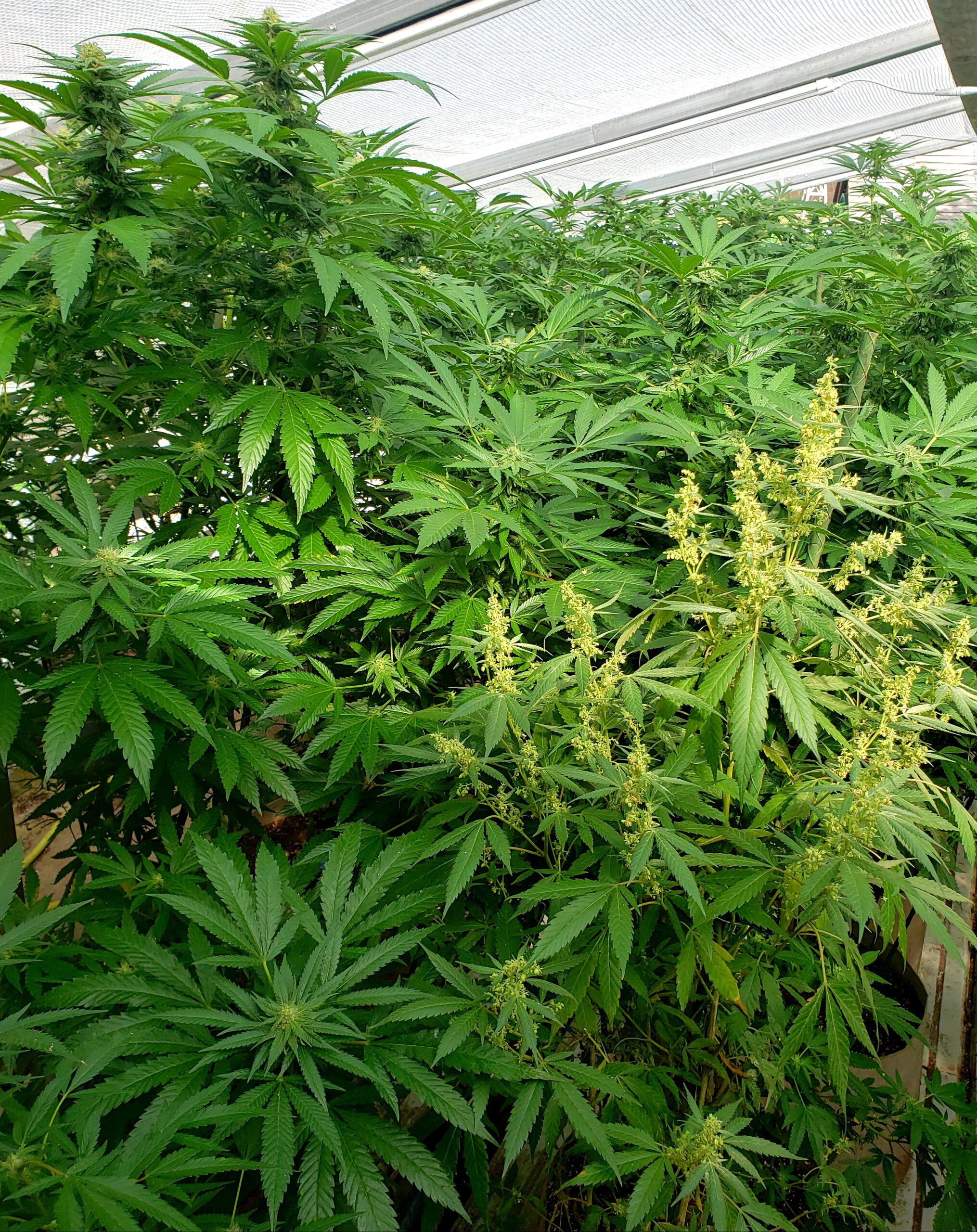Peanut Butter Breath BX2 Makes Its World Debut May 2023 – 808 Genetics