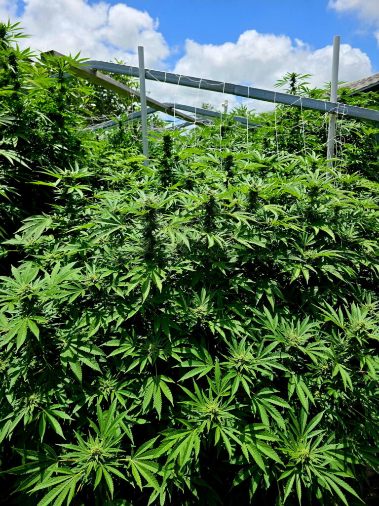 Most Popular Strains Of 2025 – 808 Genetics