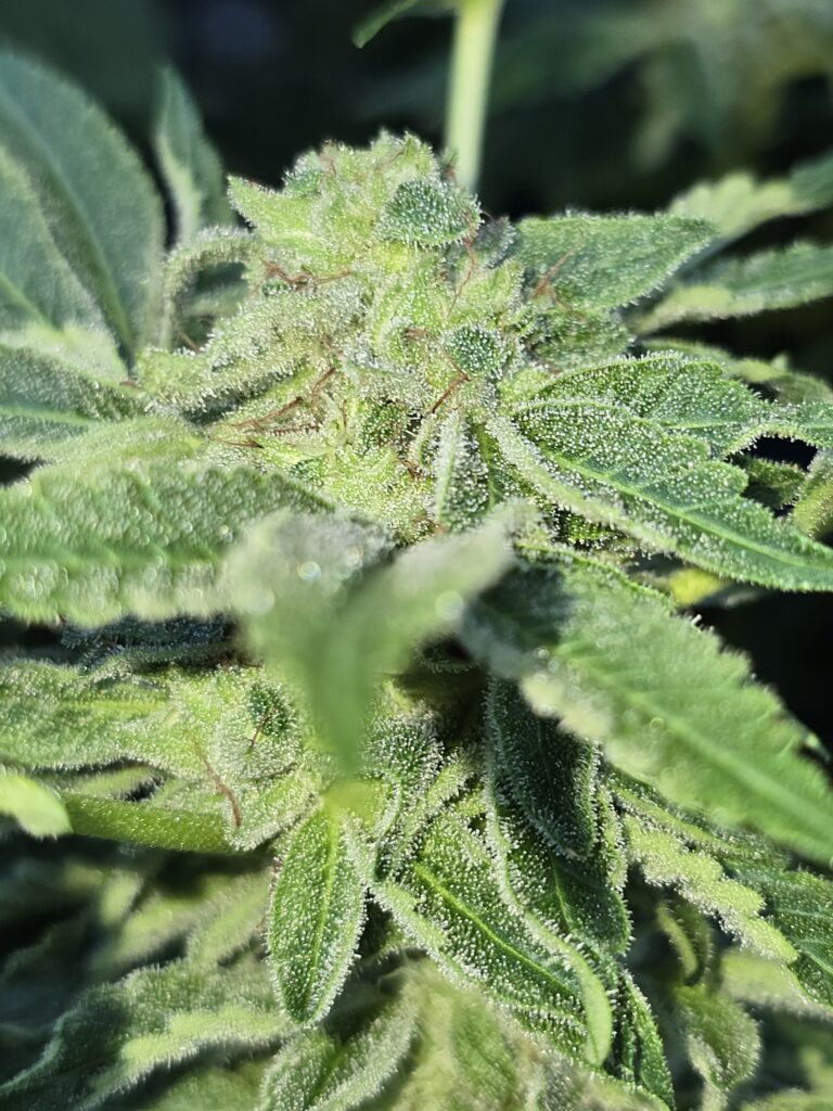 Canna Research Collab Creates Bold Tropical Fruit Flavors That Wash ...